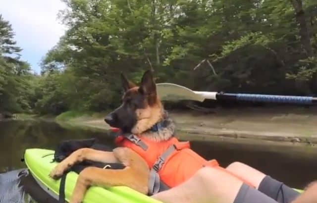 How to Kayak with a Dog - 8 Tips to Take Your Pooch Canoeing, Kayaking