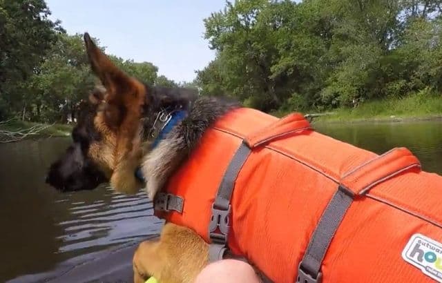 How to Kayak with a Dog - 8 Tips to Take Your Pooch Canoeing, Kayaking